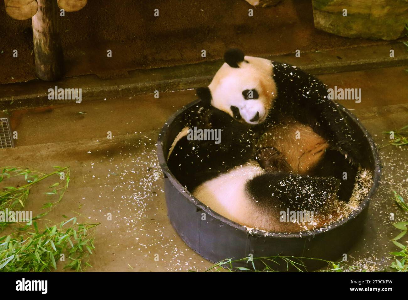 Giant pandas Wu Wen and Fan Xing take a sawdust bath in Ouwehands in ...