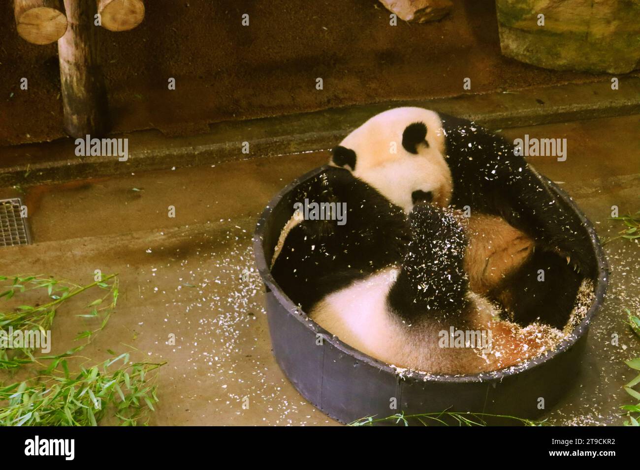 Giant pandas Wu Wen and Fan Xing take a sawdust bath in Ouwehands in ...