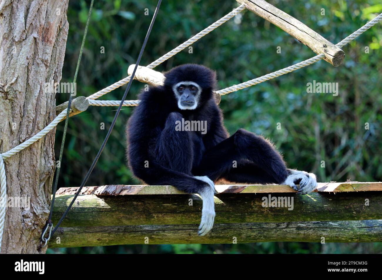 The lar gibbon (Hylobates lar) in the Ouwehands Zoo in Rhenen in the ...