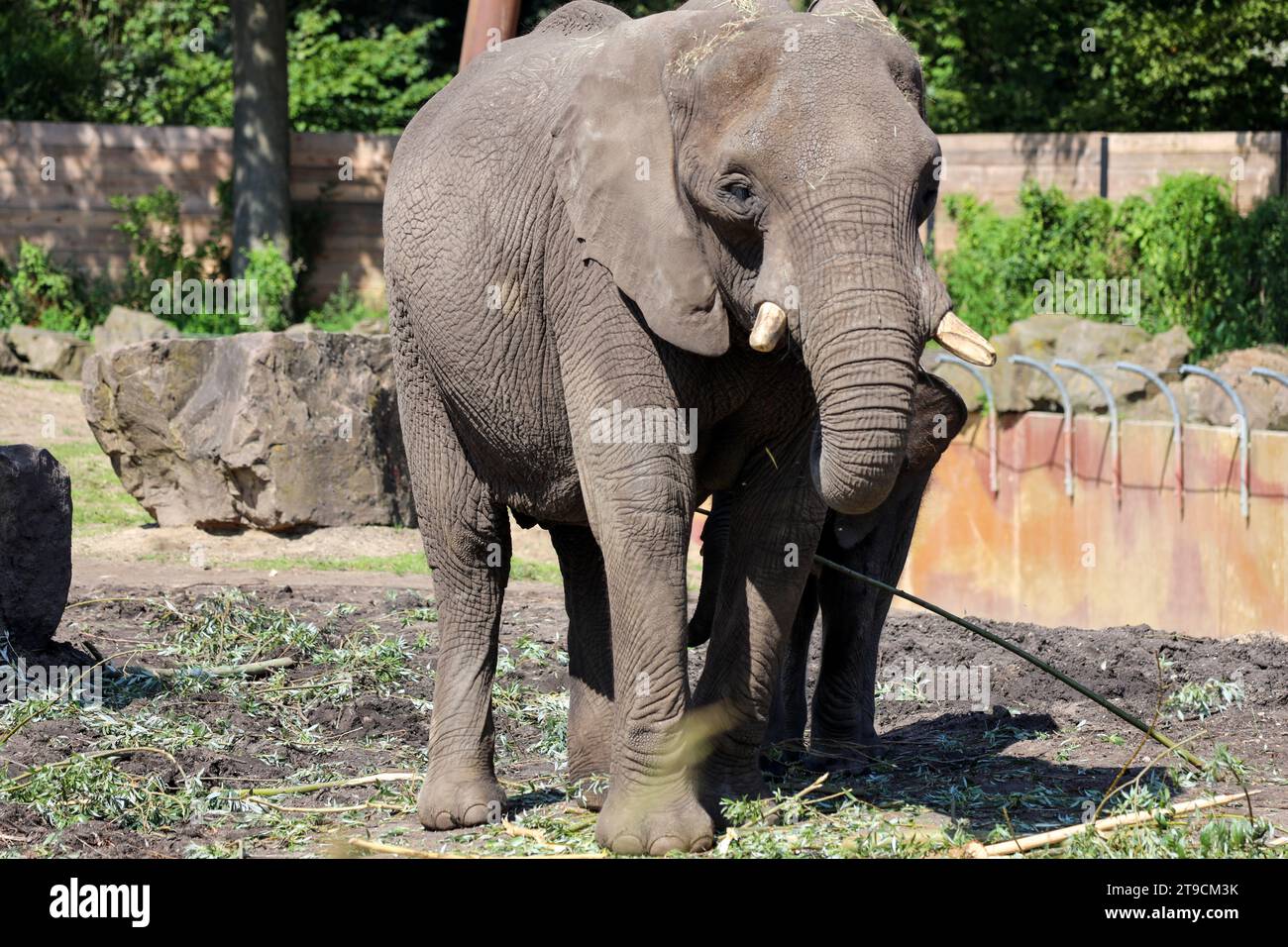 Elephant with young calf in the Ouwehands Zoo in Rhenen in the ...