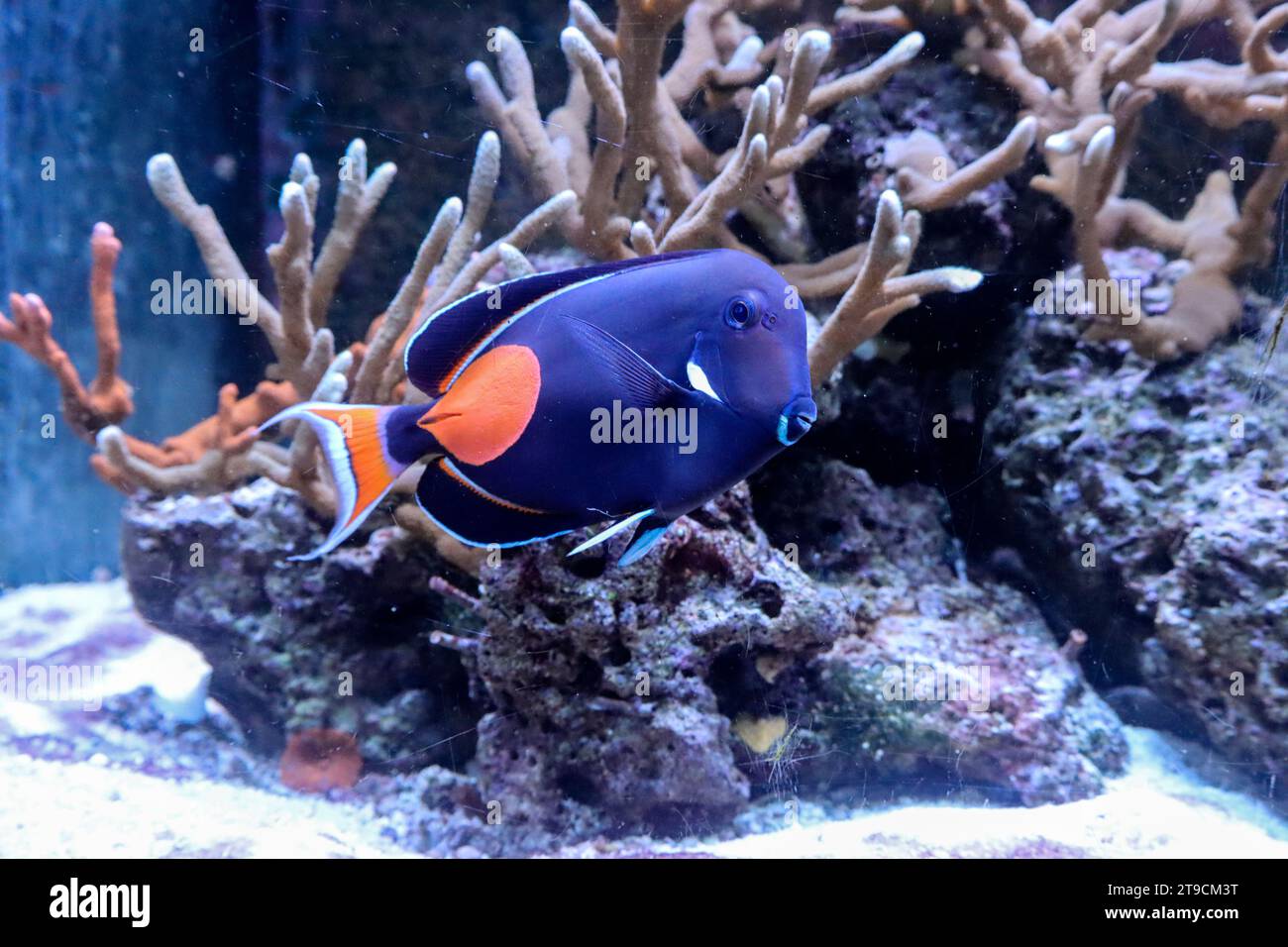 coral fish swimming in the aquarium in animal park Ouwehands in Rhenen ...