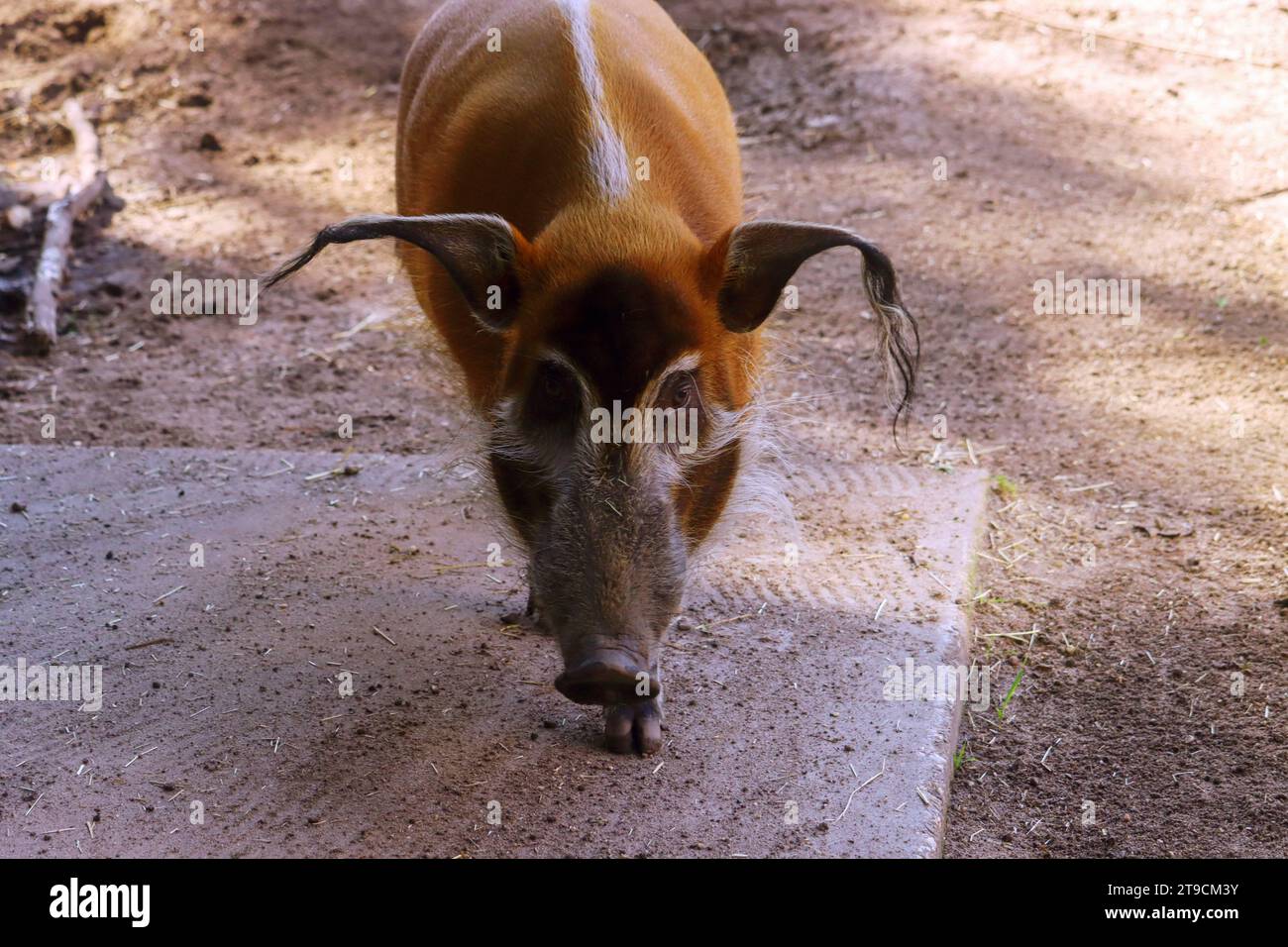 Brush boar walks in the enclosure of the elephants of Ouwehands Zoo in ...