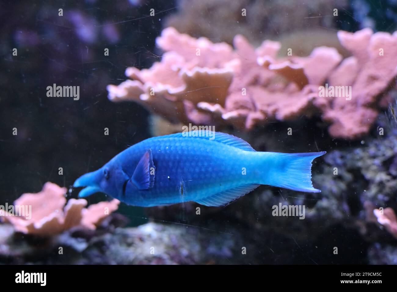 coral fish swimming in the aquarium in animal park Ouwehands in Rhenen ...