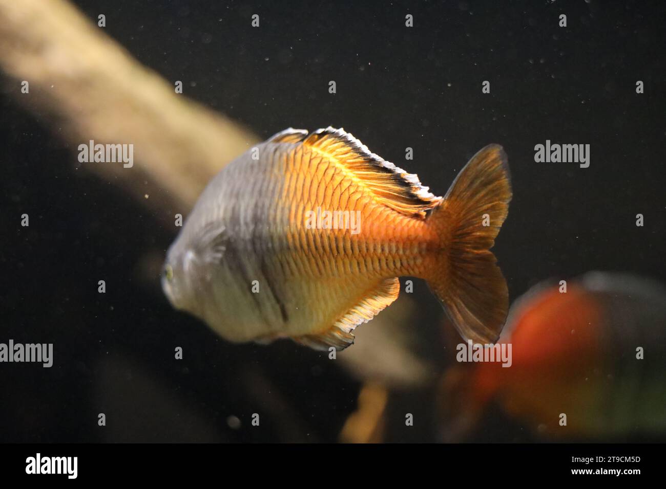 coral fish swimming in the aquarium in animal park Ouwehands in Rhenen ...
