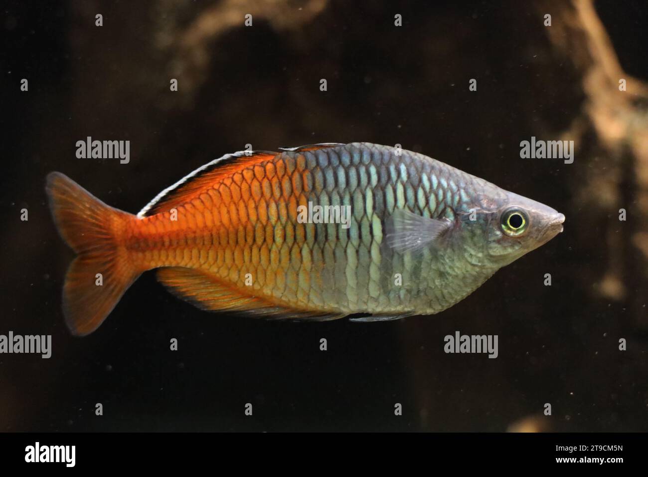 coral fish swimming in the aquarium in animal park Ouwehands in Rhenen ...