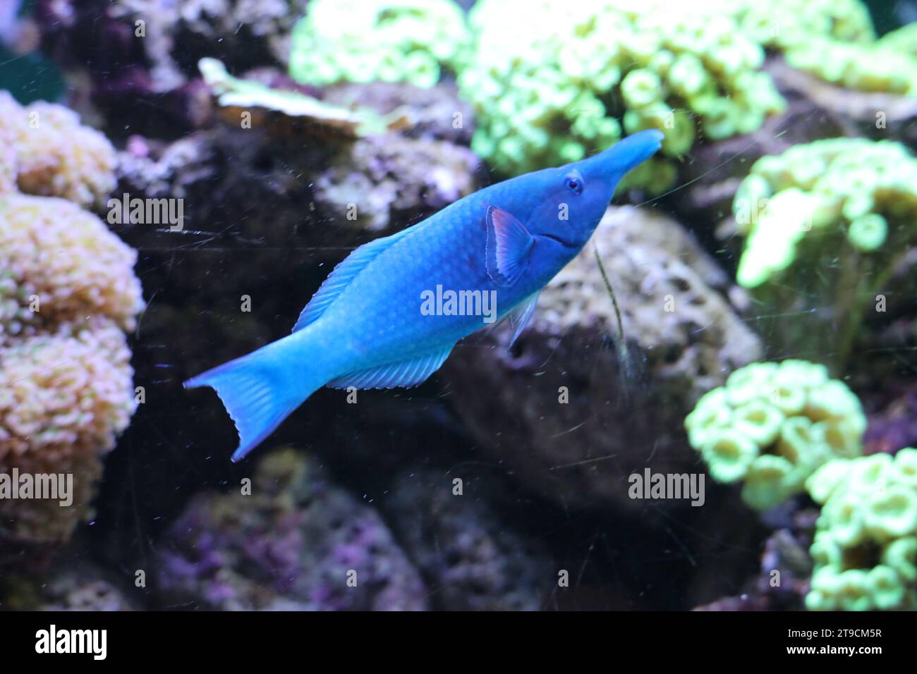 coral fish swimming in the aquarium in animal park Ouwehands in Rhenen ...