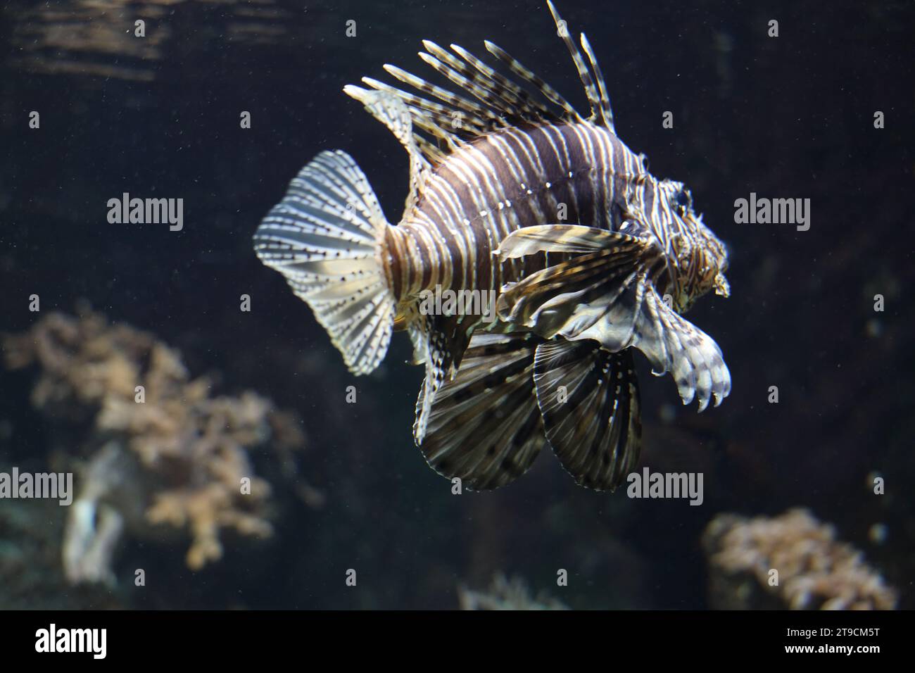 Lion fish swimming in water bassin in Ouwehand Rhenen in the ...