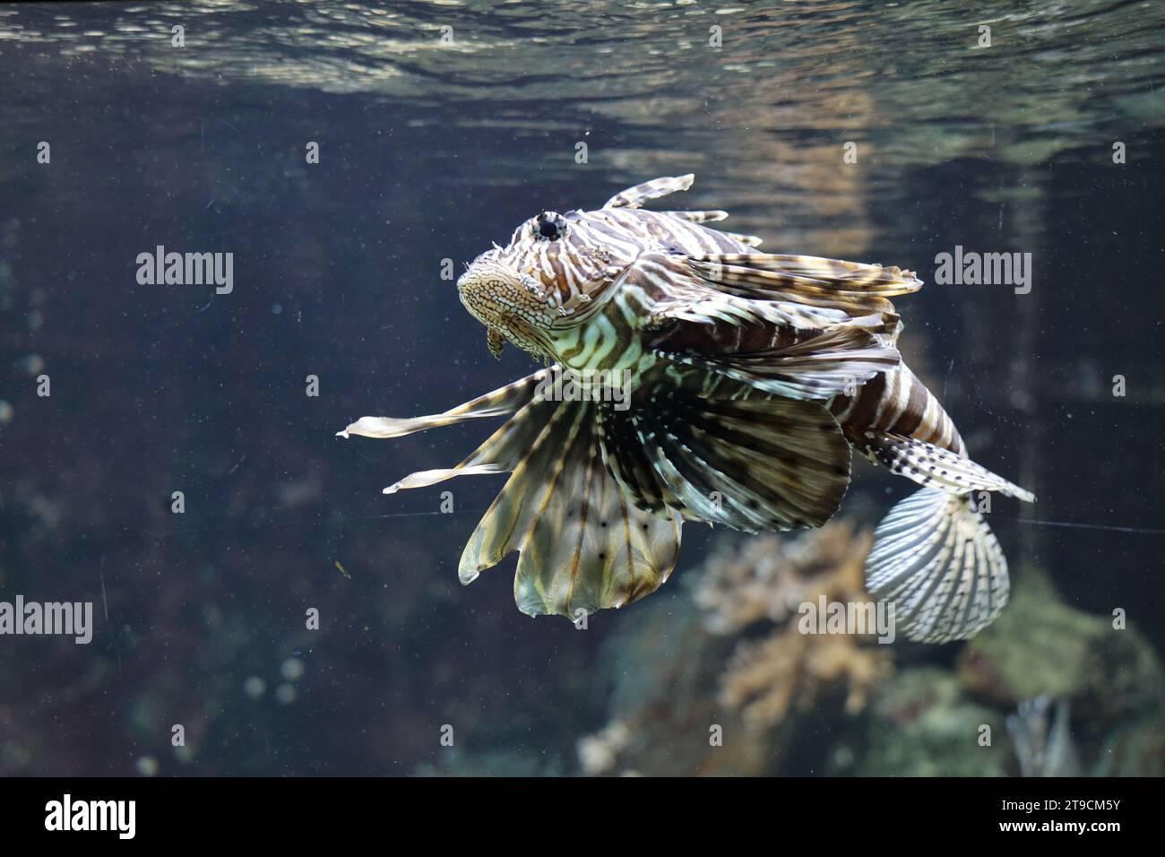 Lion fish swimming in water bassin in Ouwehand Rhenen in the ...