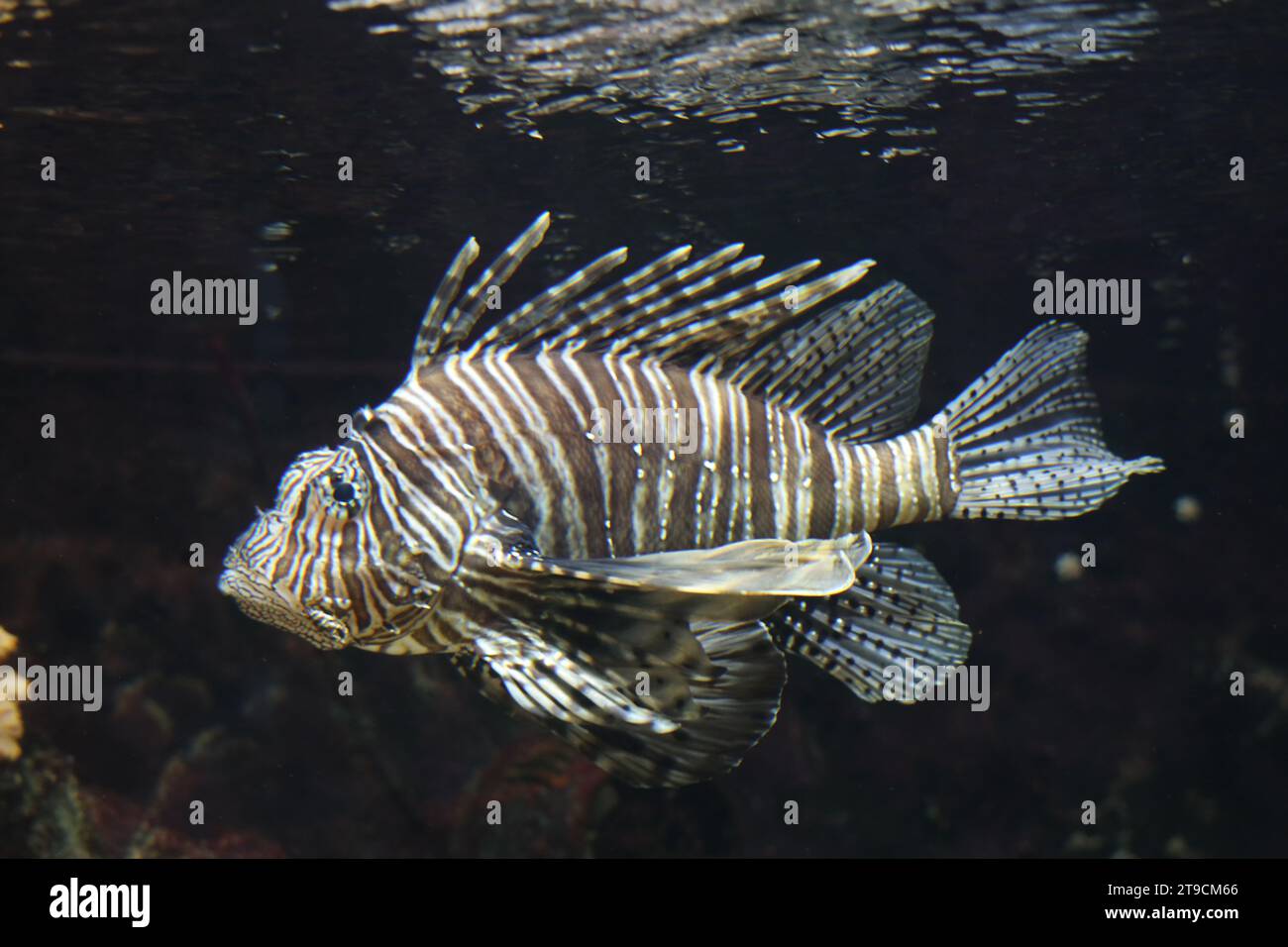 Lion fish swimming in water bassin in Ouwehand Rhenen in the ...