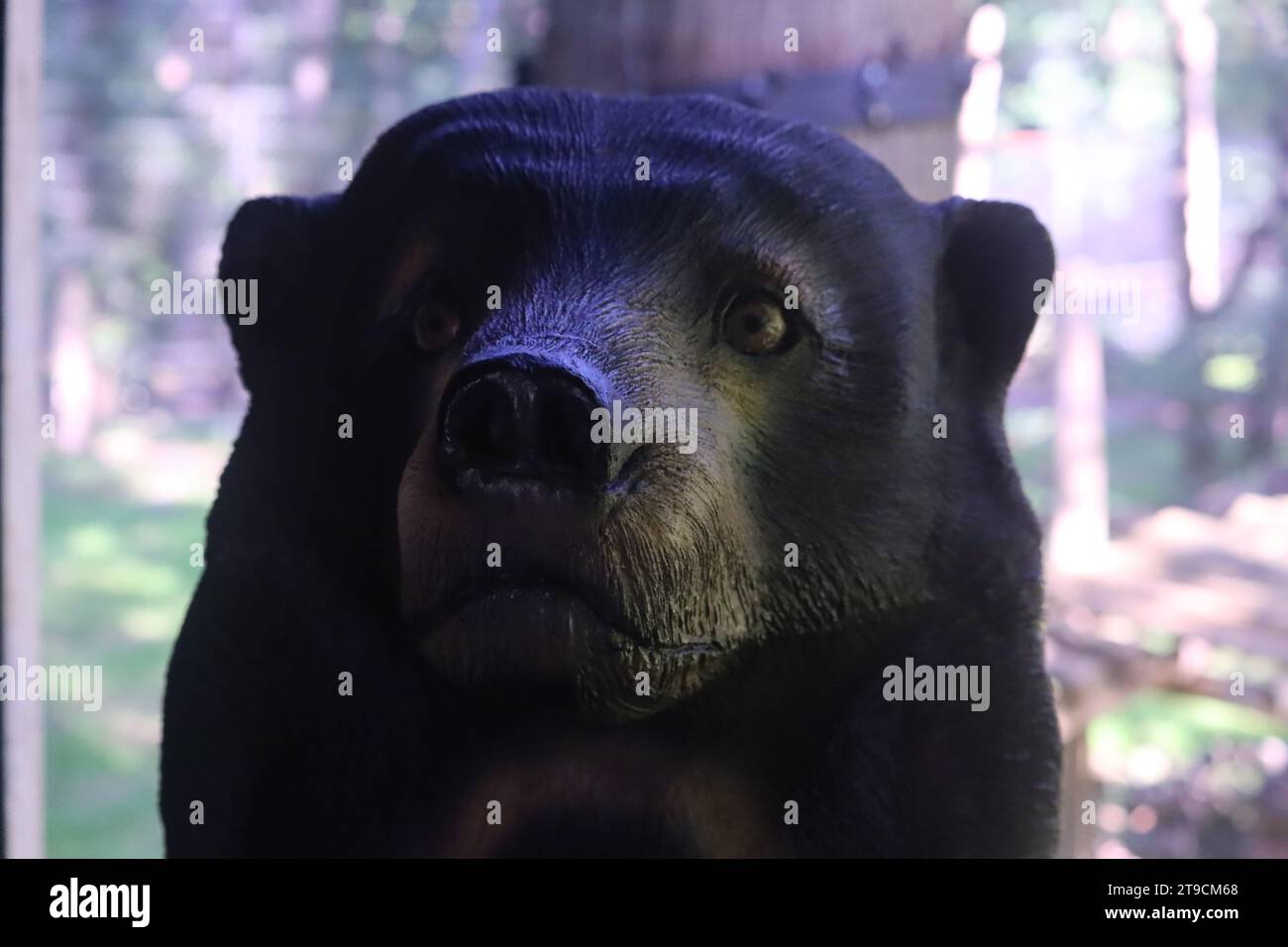 Malay bear. The smallest representative of the plantigrade. A small but ...