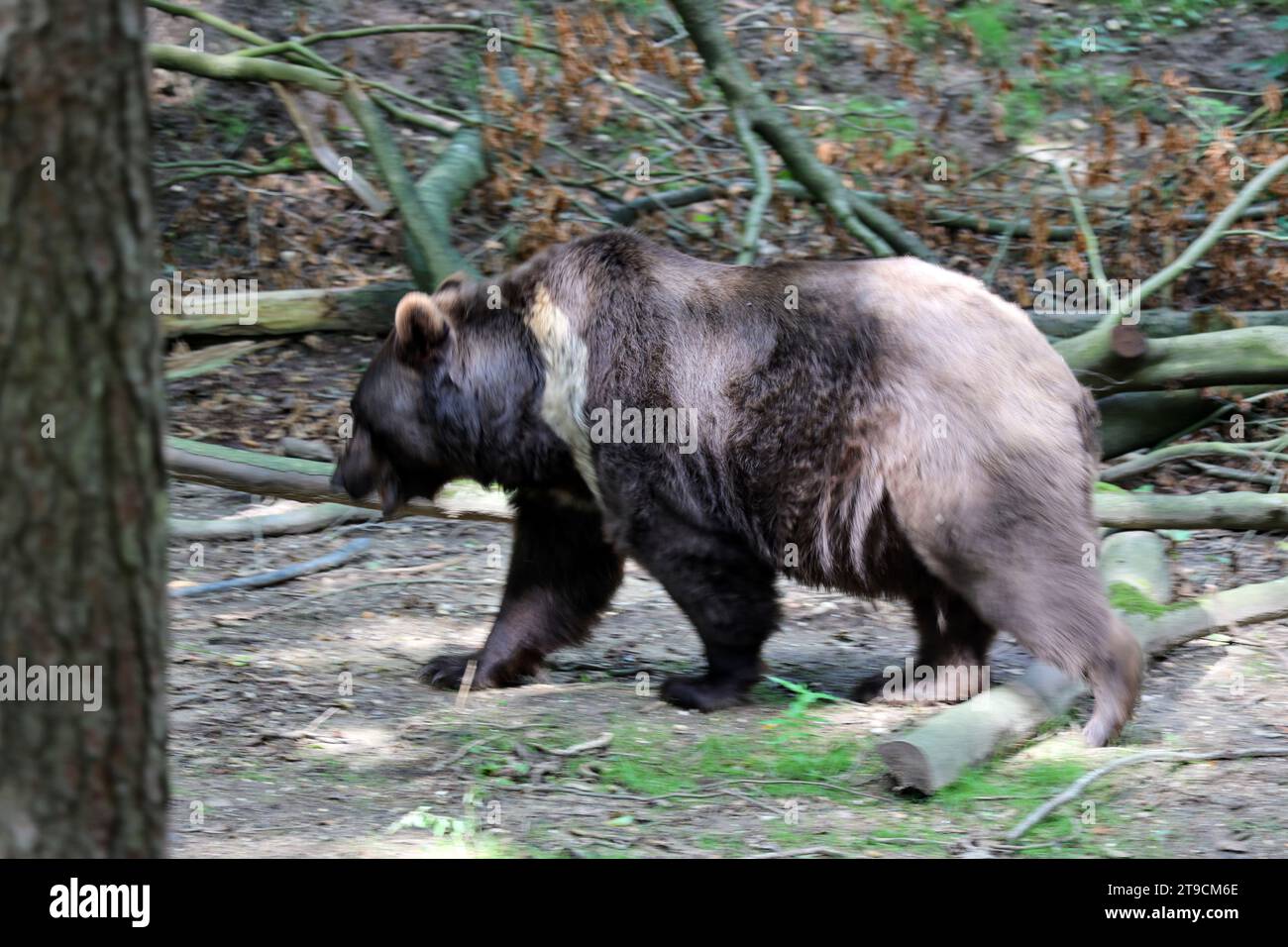 Malay bear. The smallest representative of the plantigrade. A small but ...