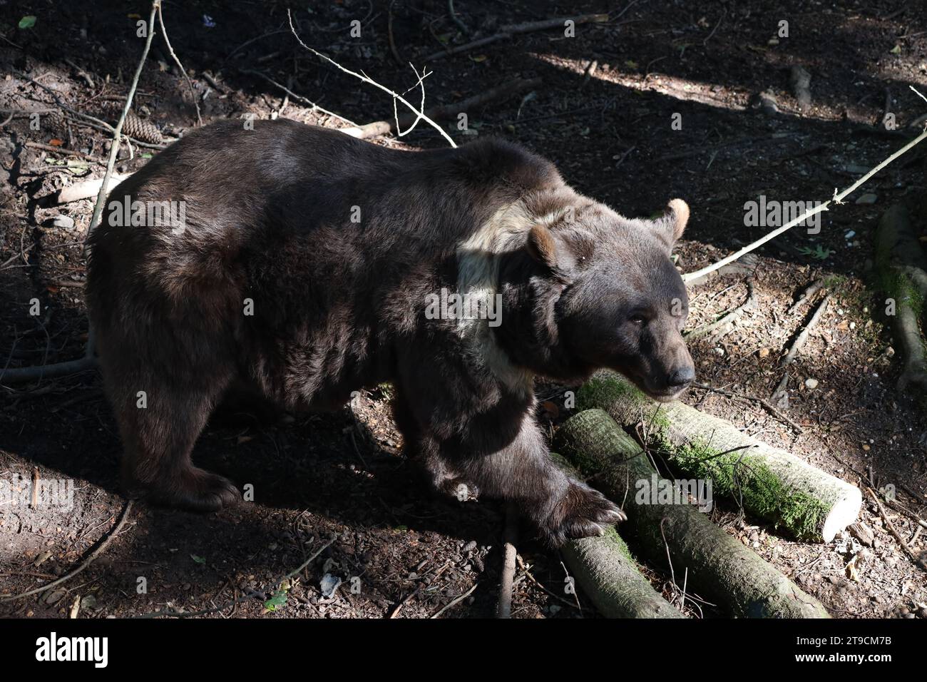 Malay bear. The smallest representative of the plantigrade. A small but ...