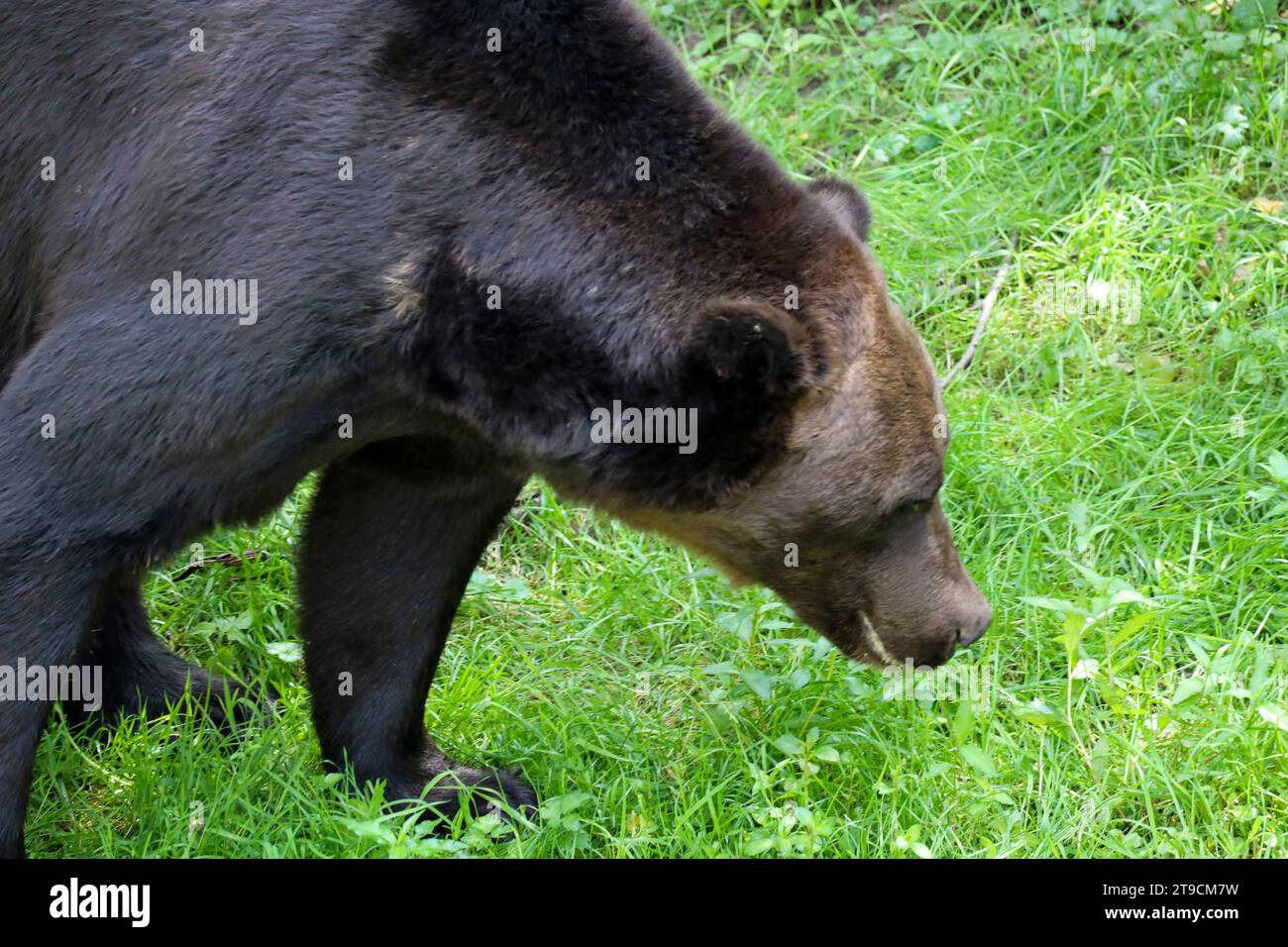 Conservation animals malay bears sandakan hi-res stock photography and ...