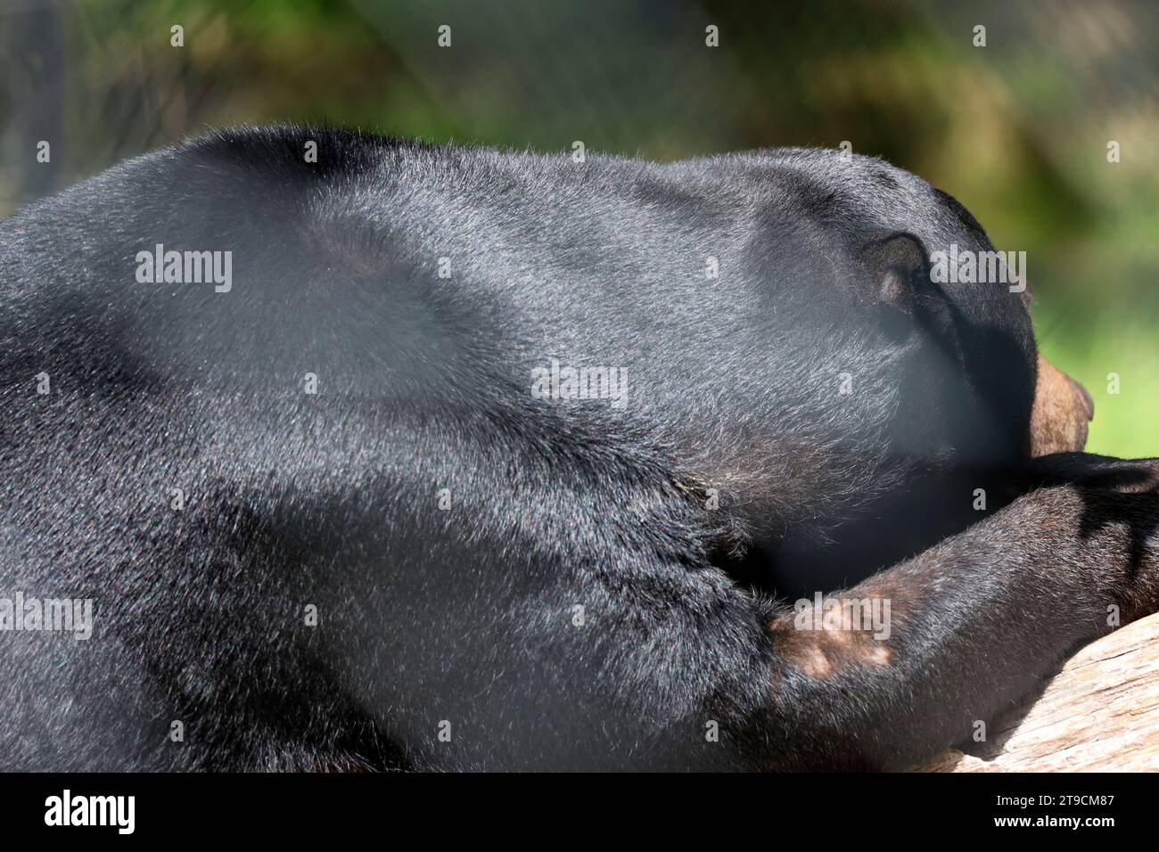 Malay bear. The smallest representative of the plantigrade. A small but ...