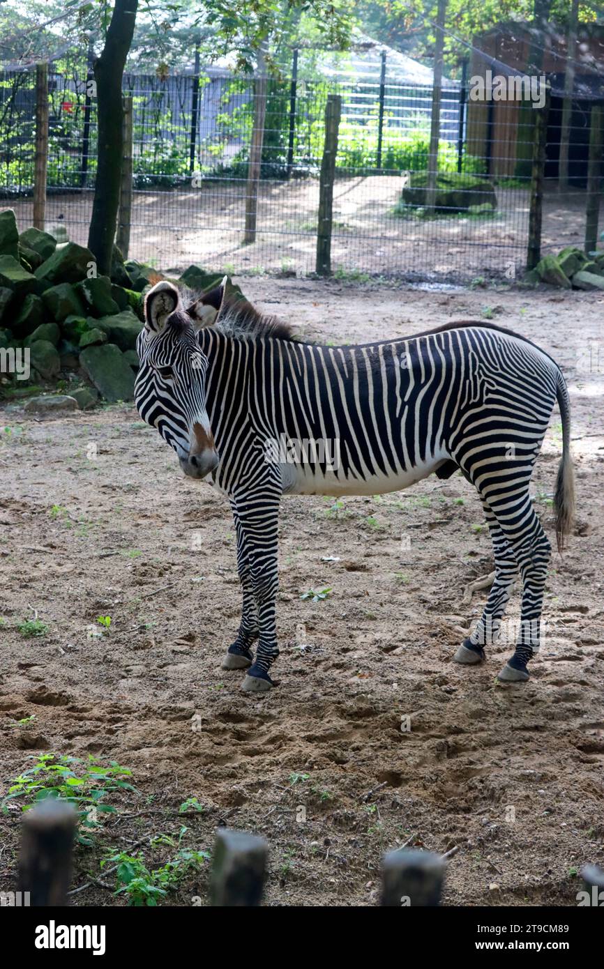 The Chapman's zebra (Equus quagga chapmani) in the Ouwehands Zoo in ...