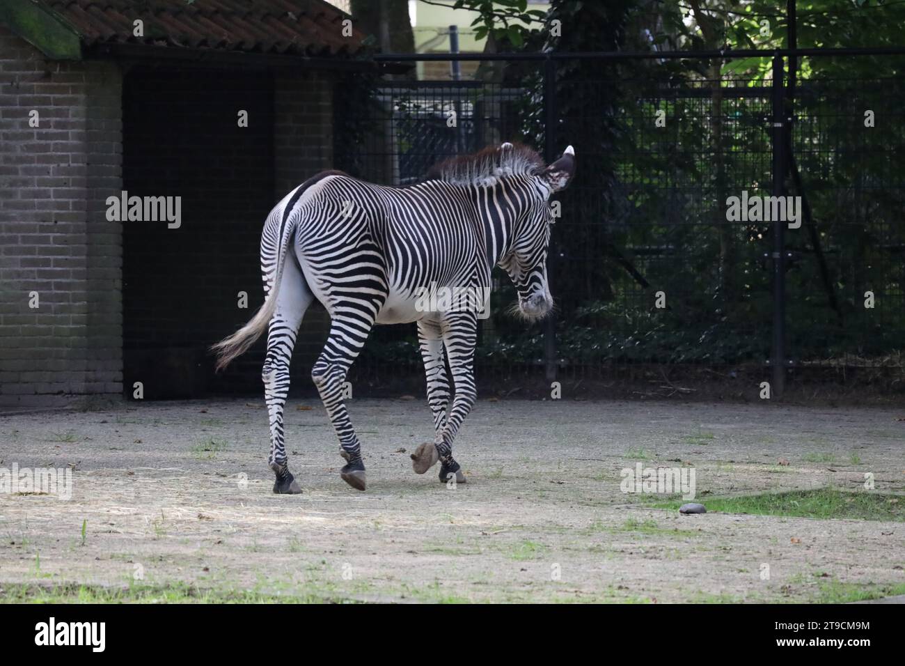 The Chapman's zebra (Equus quagga chapmani) in the Ouwehands Zoo in ...