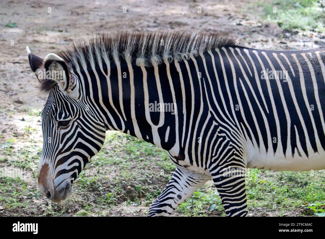 The Chapman's zebra (Equus quagga chapmani) in the Ouwehands Zoo in ...