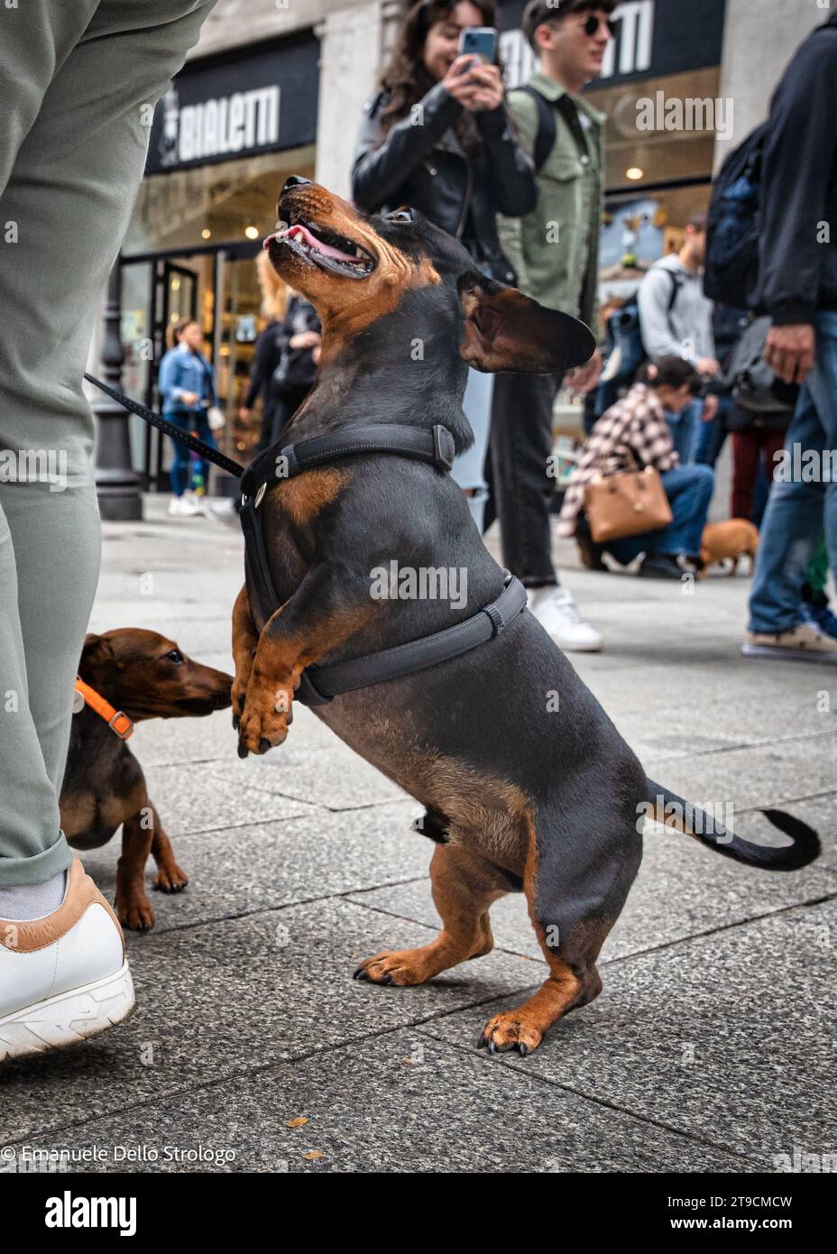 An afternoon in Milan with dozens of wonderful and very nice Dachshund ...