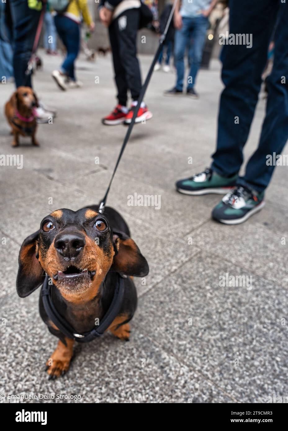 An afternoon in Milan with dozens of wonderful and very nice Dachshund ...