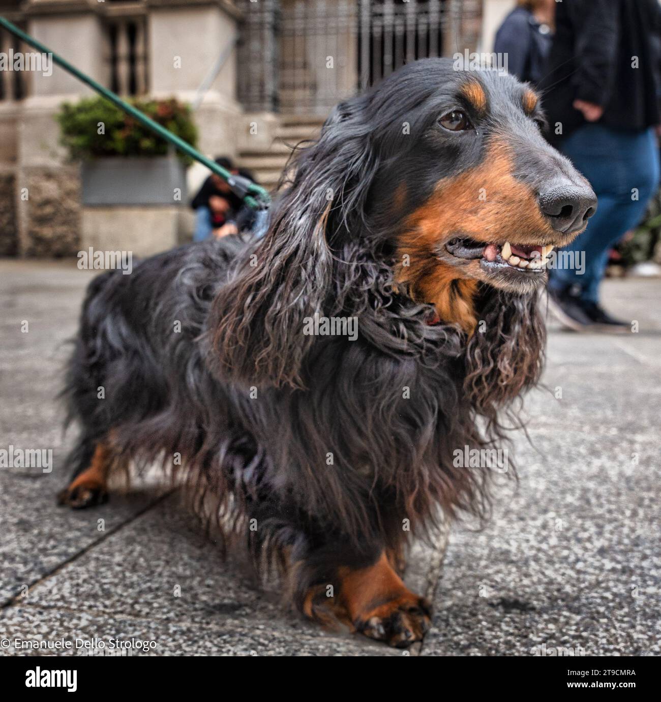 An afternoon in Milan with dozens of wonderful and very nice Dachshund ...