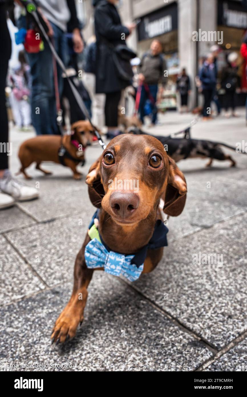 An afternoon in Milan with dozens of wonderful and very nice Dachshund ...