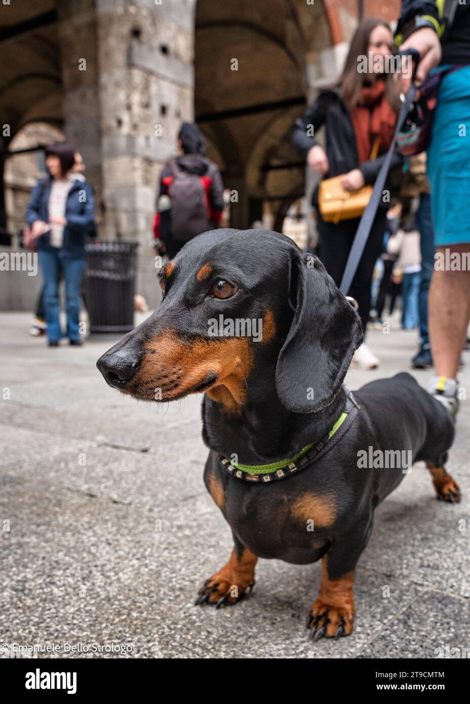 An afternoon in Milan with dozens of wonderful and very nice Dachshund ...