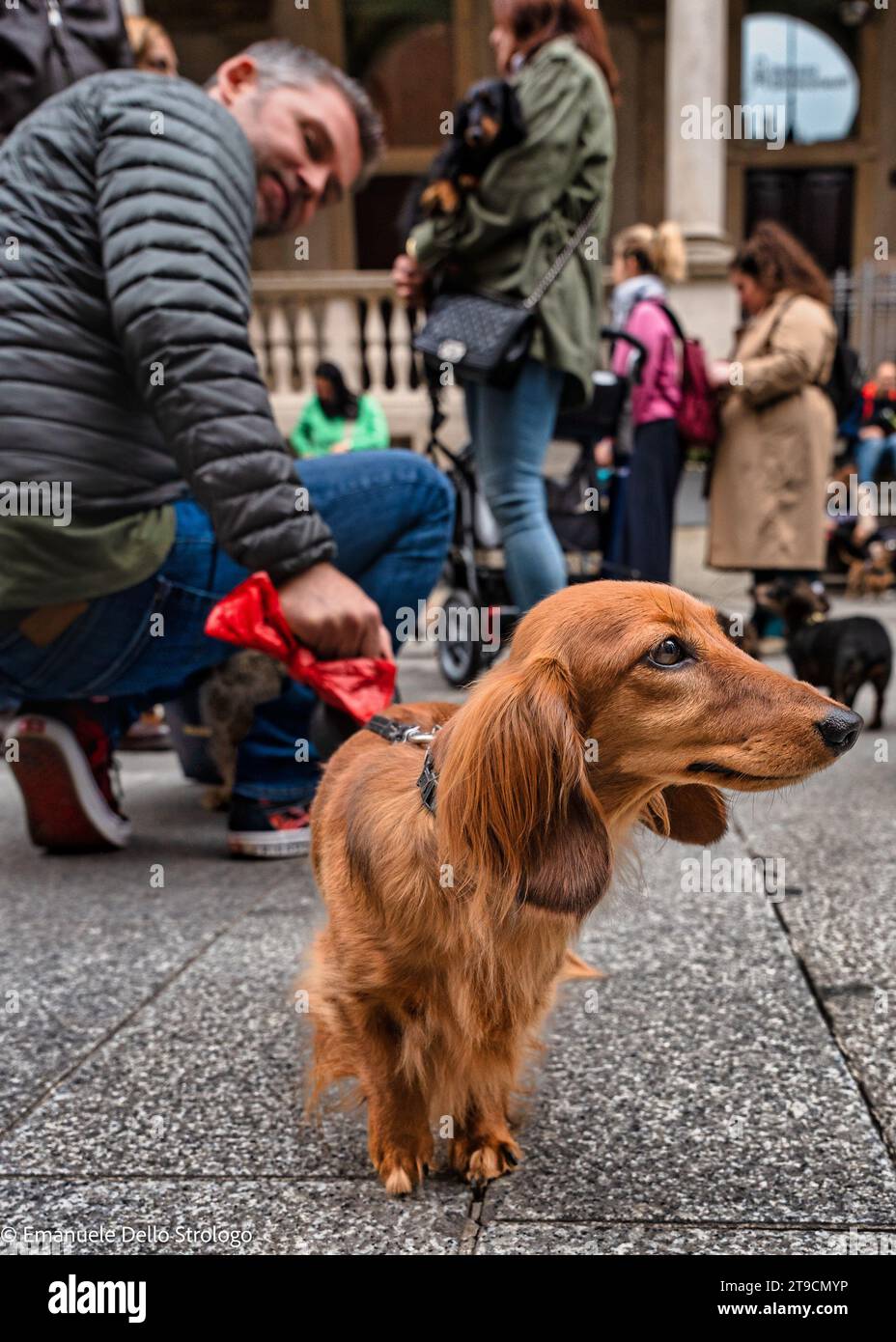 An afternoon in Milan with dozens of wonderful and very nice Dachshund ...