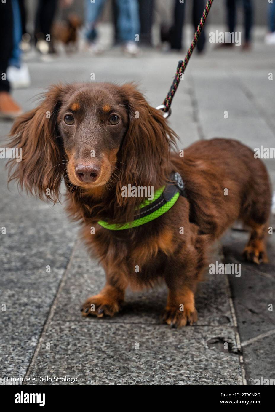 An afternoon in Milan with dozens of wonderful and very nice Dachshund ...