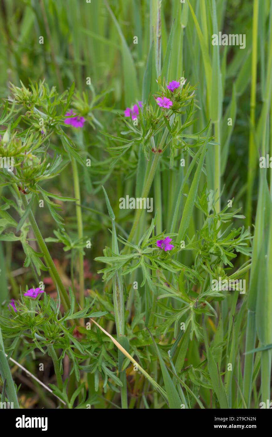 Schlitzblättriger Storchschnabel, Geranium dissectum, Geranium laxum ...