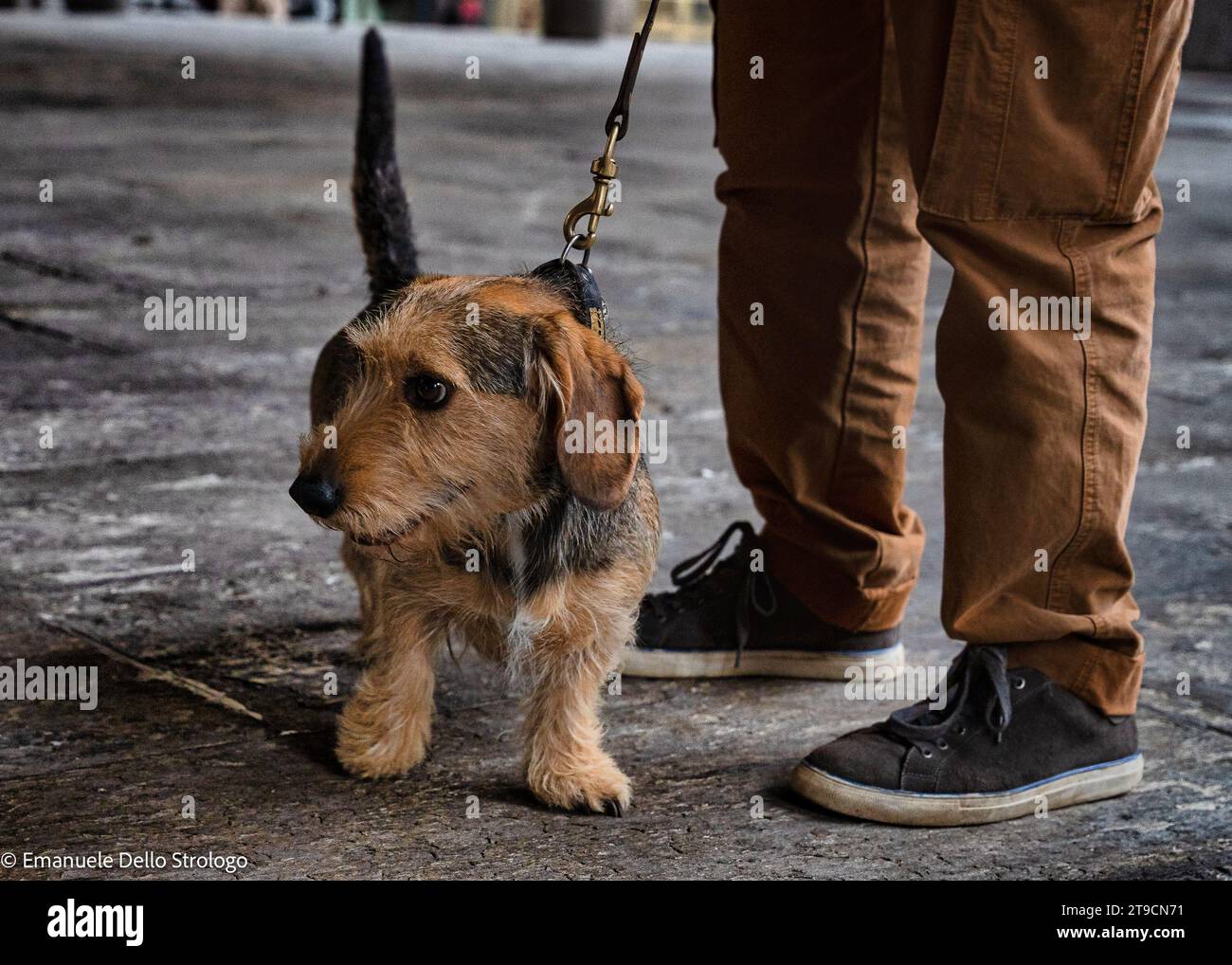An afternoon in Milan with dozens of wonderful and very nice Dachshund ...