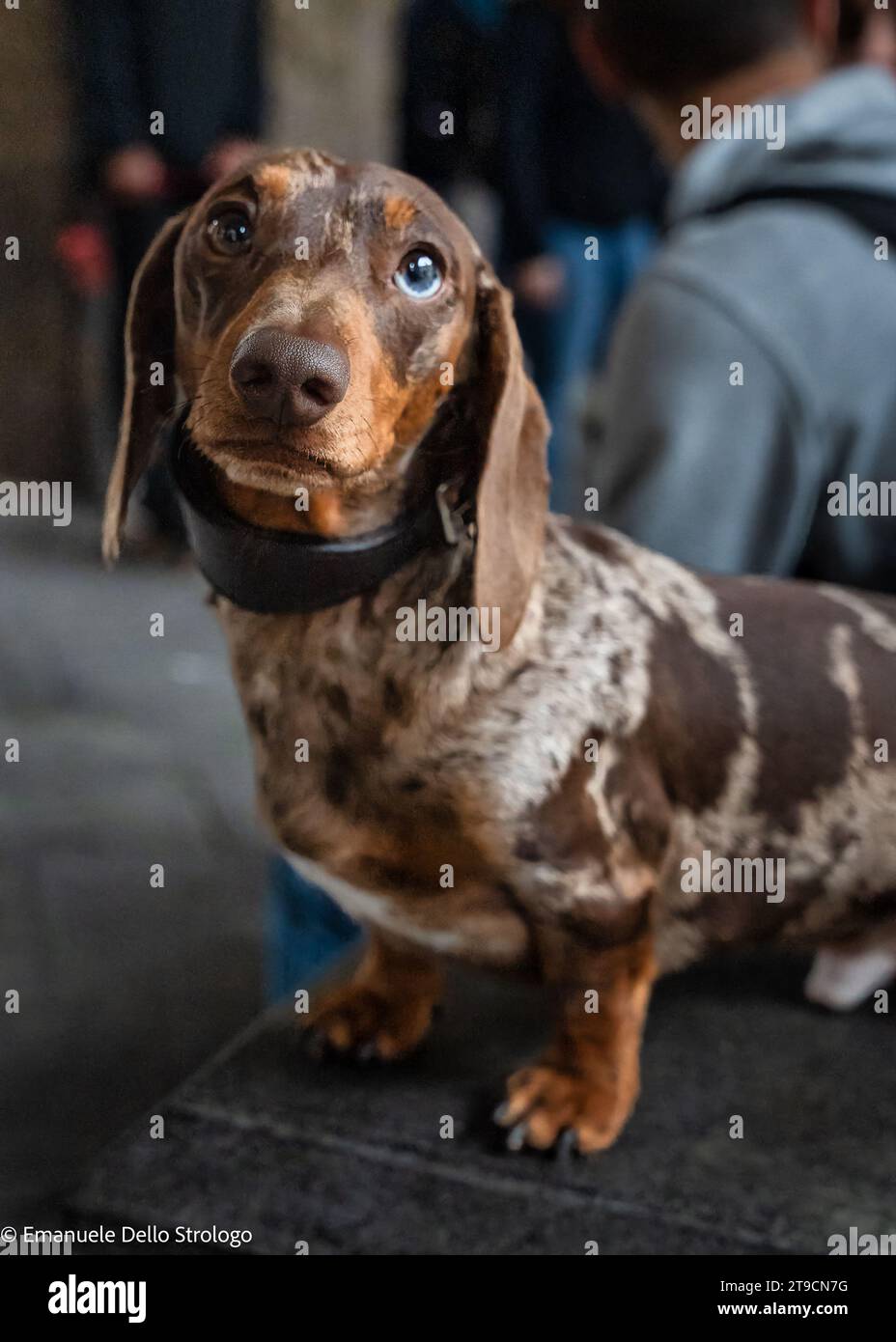An afternoon in Milan with dozens of wonderful and very nice Dachshund ...