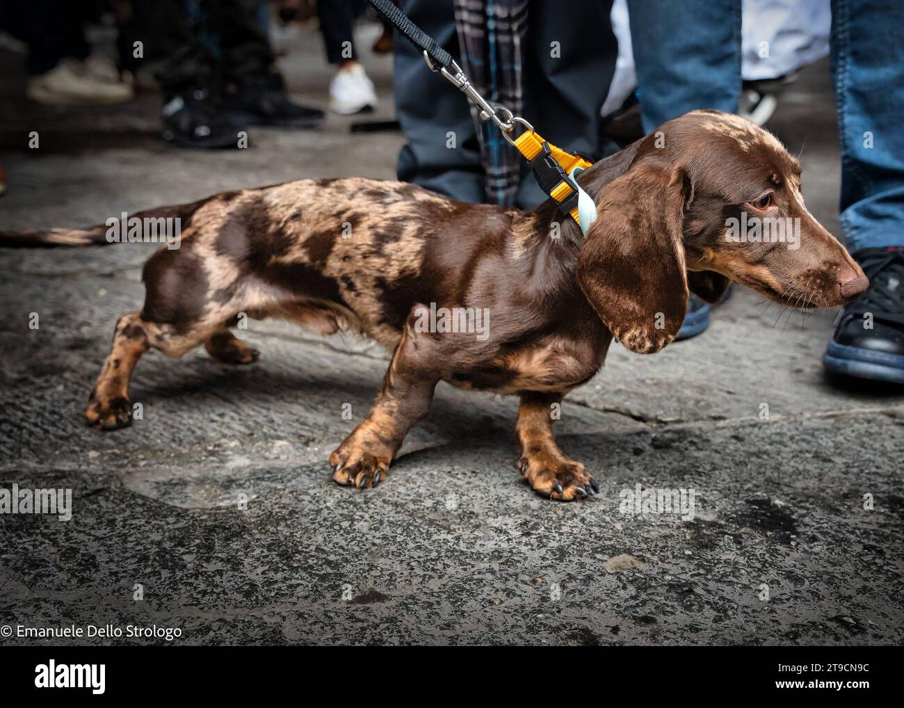 An afternoon in Milan with dozens of wonderful and very nice Dachshund ...