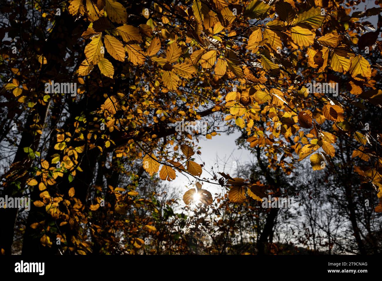 Late afternoon autumn sunlight brightens up a Worcestershire woodland ...
