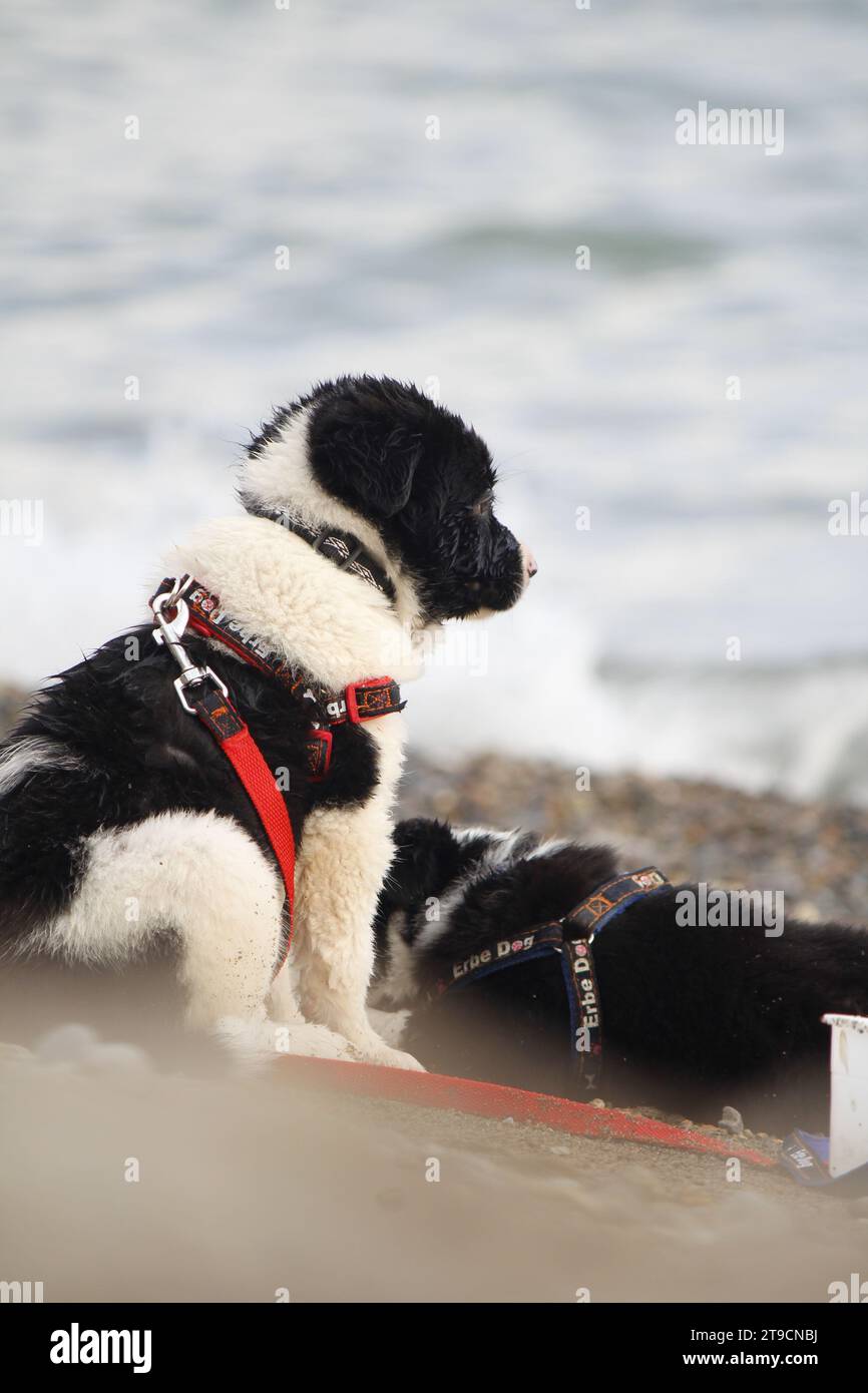 two puppies at the beach Stock Photo - Alamy