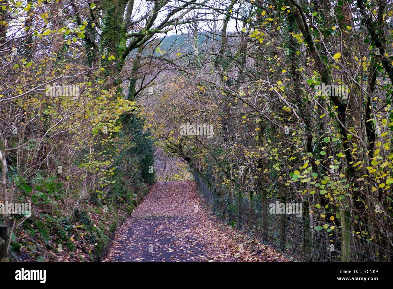 Narrow country lane covered in autumn leaves lined by fence trees and ...