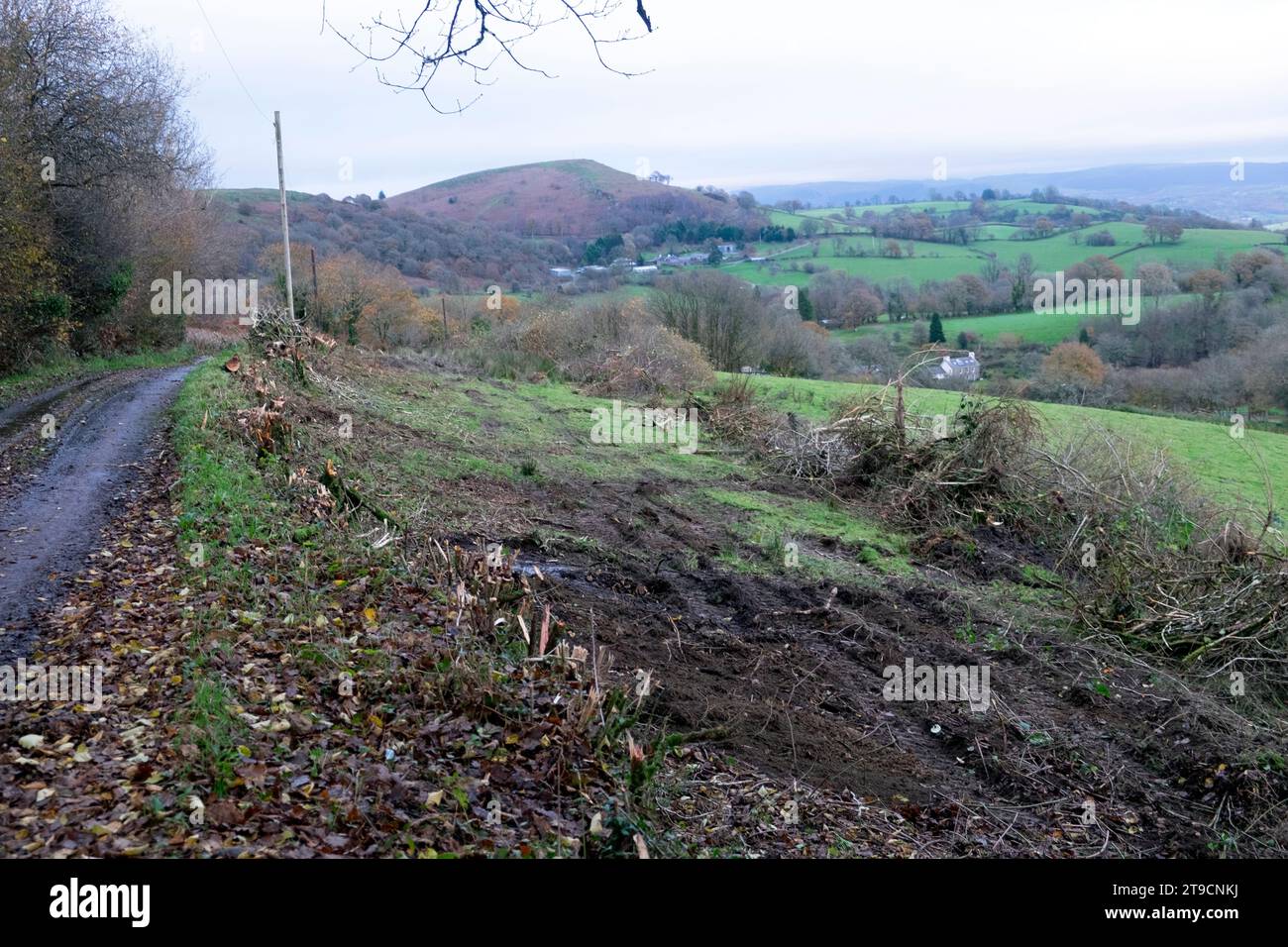 Cutting hedges hi-res stock photography and images - Alamy