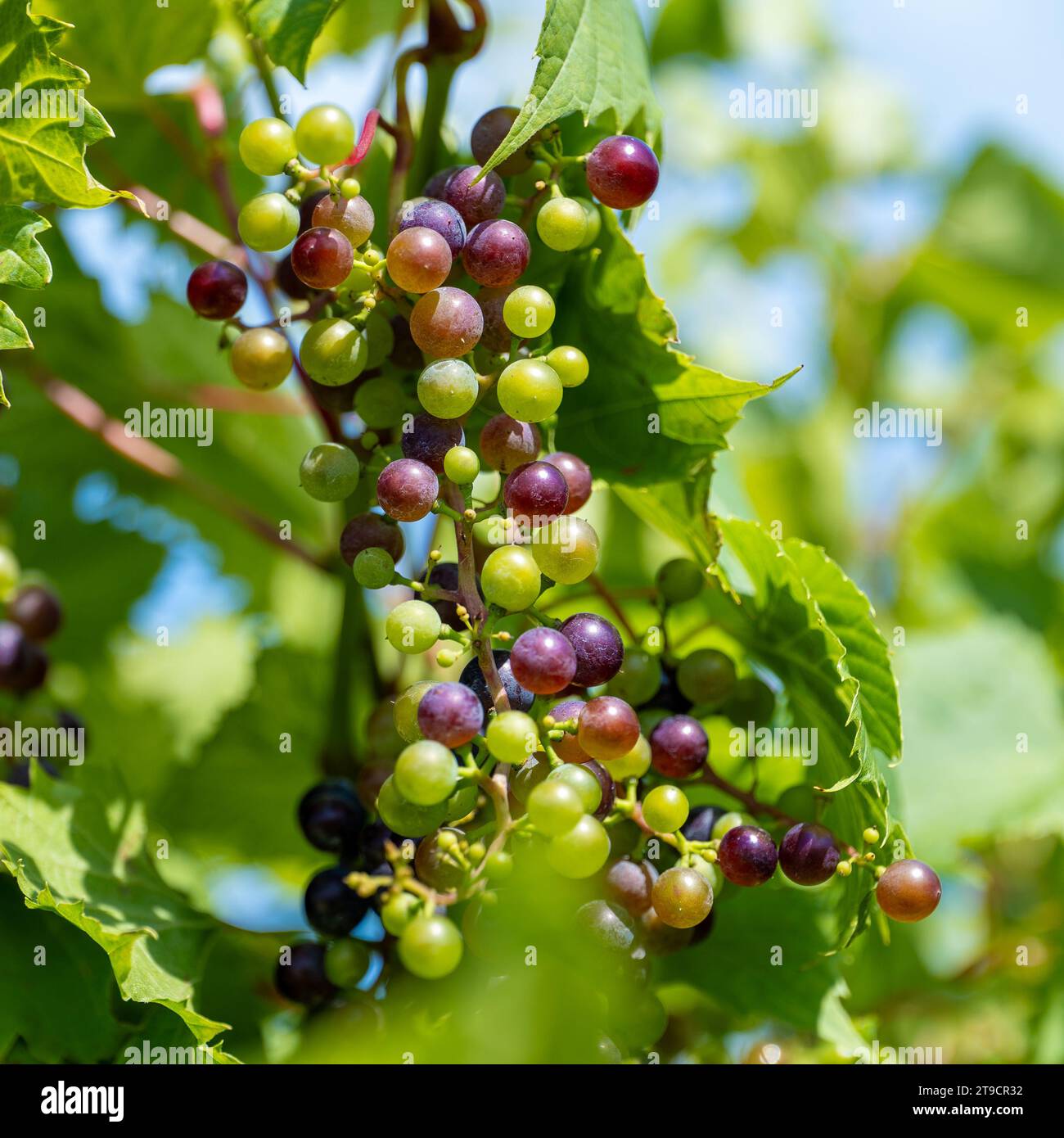 Selective grapevine on background hi-res stock photography and images ...