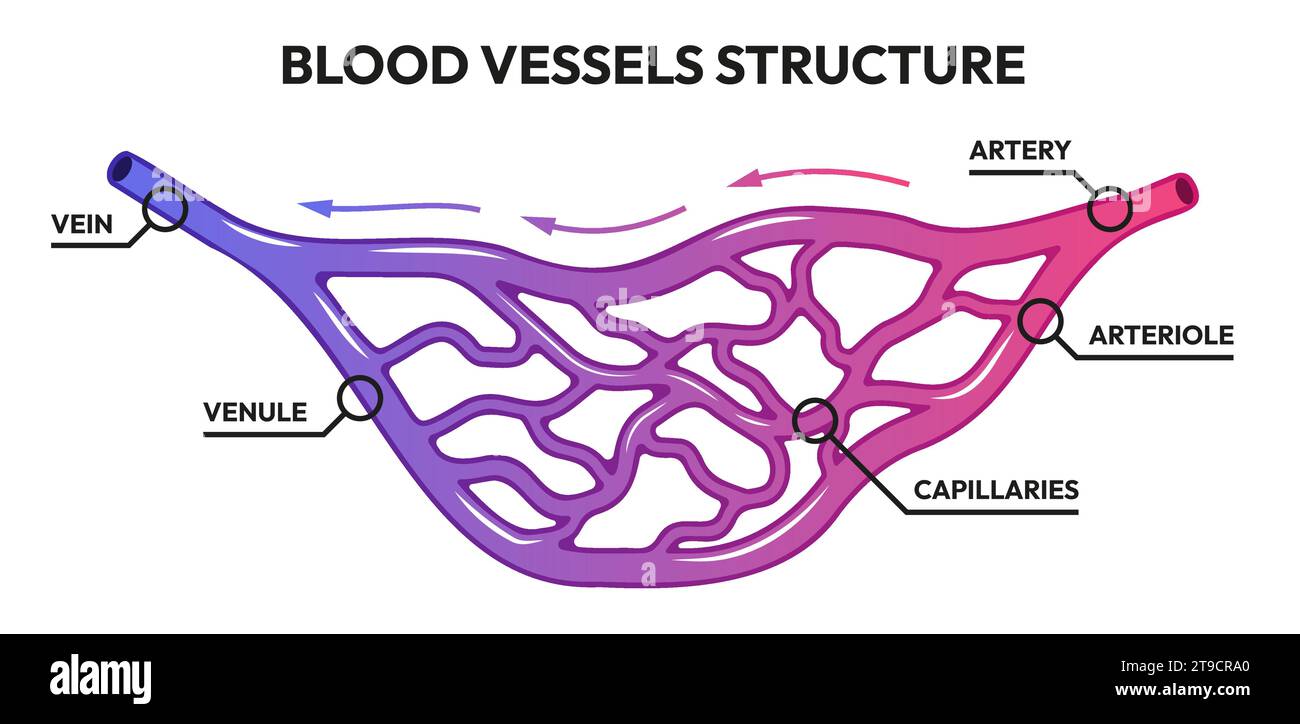 Human anatomical chart of blood vessels Stock Vector Images - Alamy
