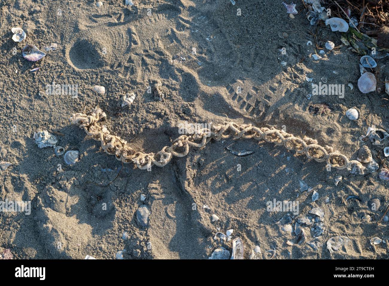 Beach in northern Italy after a violent storm. Plastic and cans ...