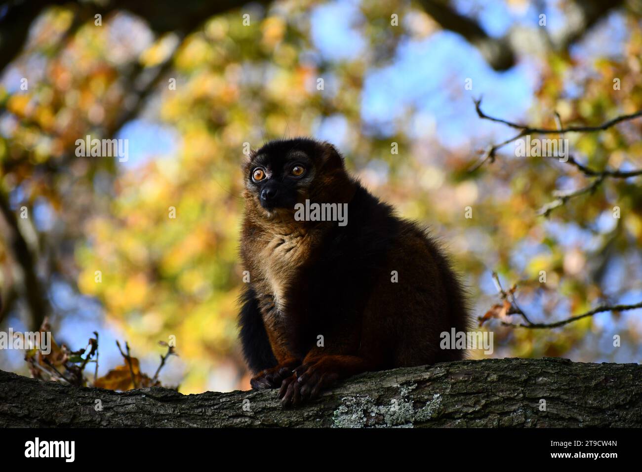 Lemurs animals hi-res stock photography and images - Alamy