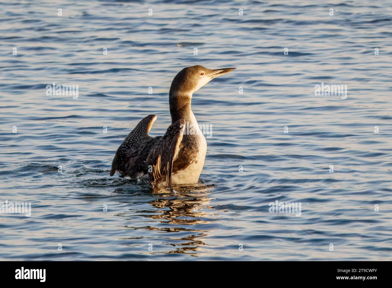 Pacific Loon in non-breeding plumage is flapping its wings and ready to ...