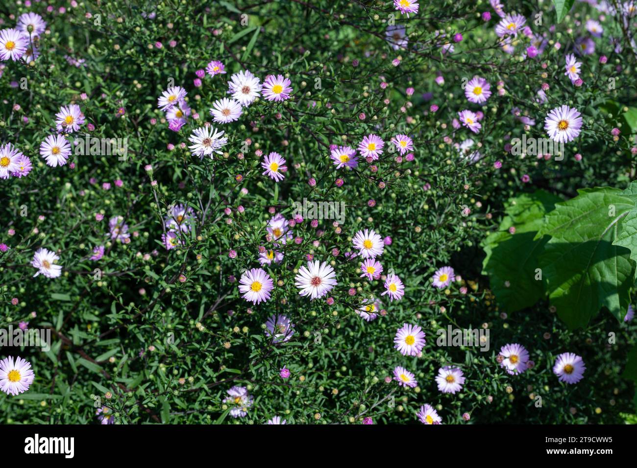 Close up of aromatic aster (symphyotrichum oblongifolium) flowers in ...
