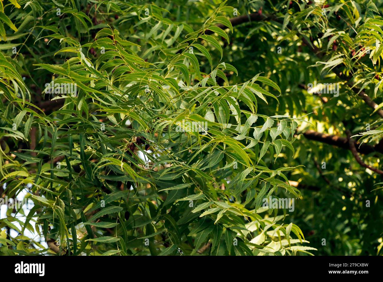Azadirachta indica, commonly known as neem, nimtree or Indian lilac ...