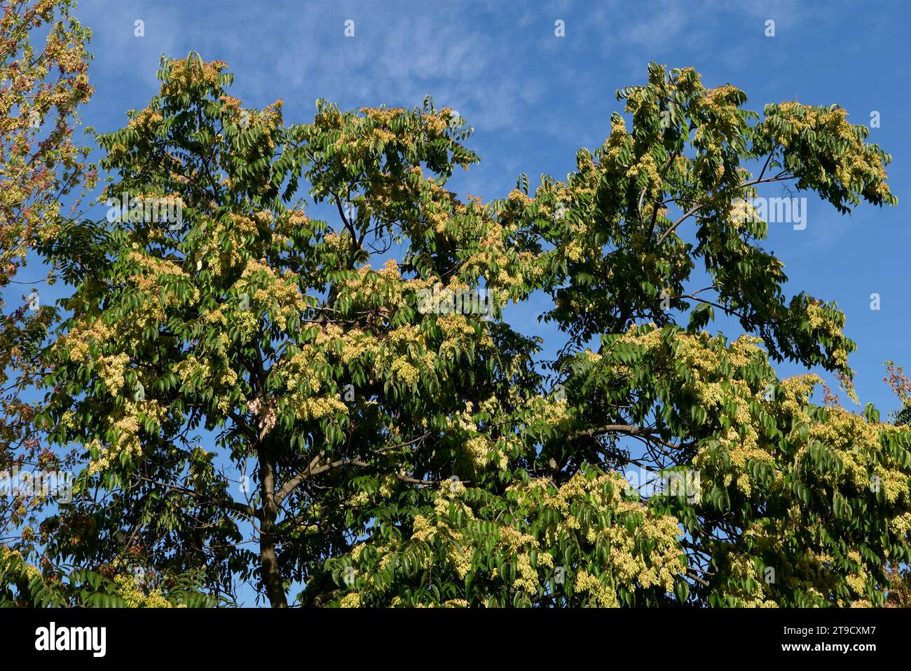 Ailanthus altissima branch with fresh fruits Stock Photo - Alamy