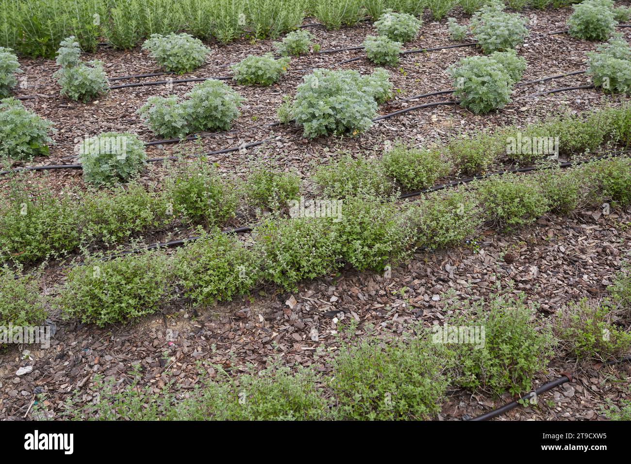Aromatic plants hi-res stock photography and images - Alamy