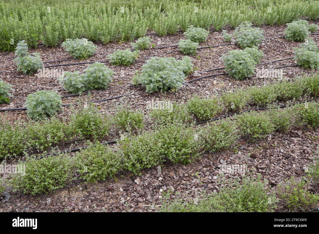 aromatic plants in an ornamental garden Stock Photo - Alamy