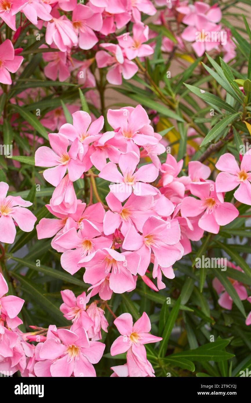 Oleander 'pink beauty' hi-res stock photography and images - Alamy