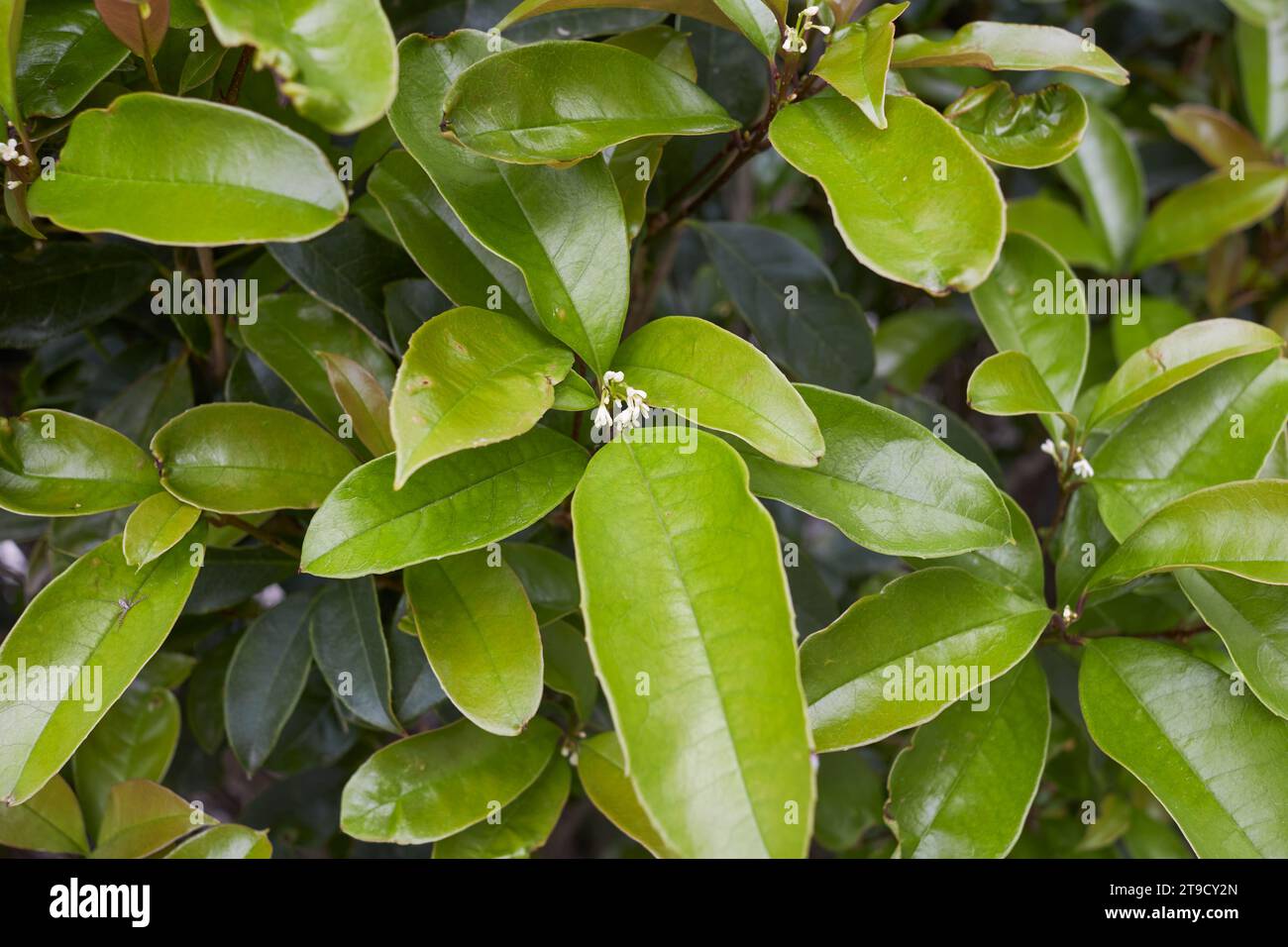 Osmanthus fragrans shrub in bloom Stock Photo - Alamy