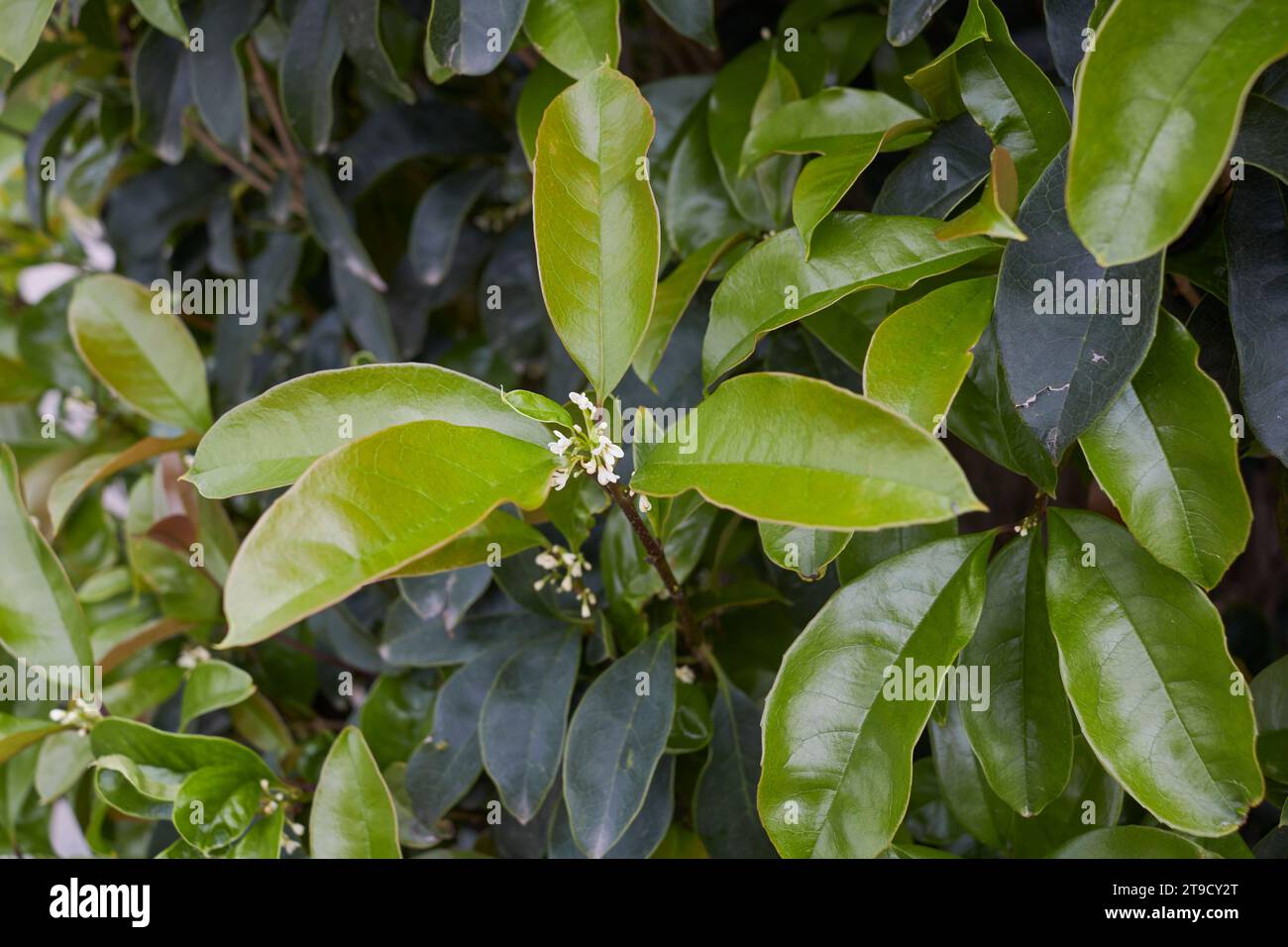 Osmanthus fragrans shrub in bloom Stock Photo - Alamy