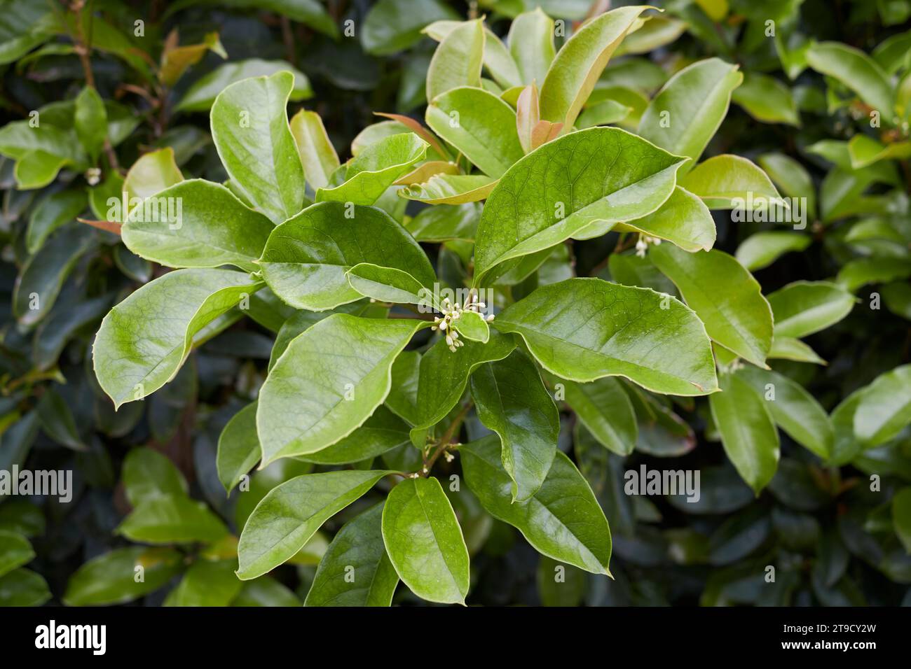 Osmanthus fragrans shrub in bloom Stock Photo - Alamy